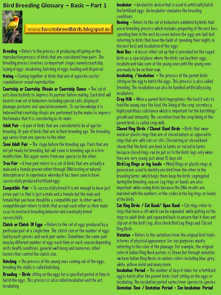 How to Breed Birds - Breeding And Rearing Tips For Exotic Bird Breeders