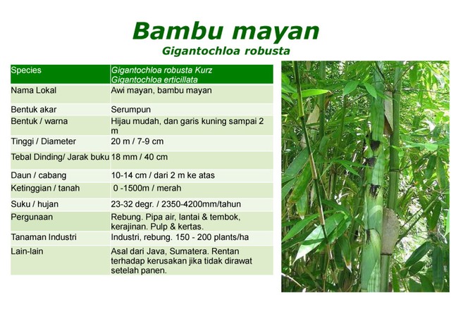 Jenis dan ciri tumbuhan Bambu serta Manfaatnya - Jenisajatitik