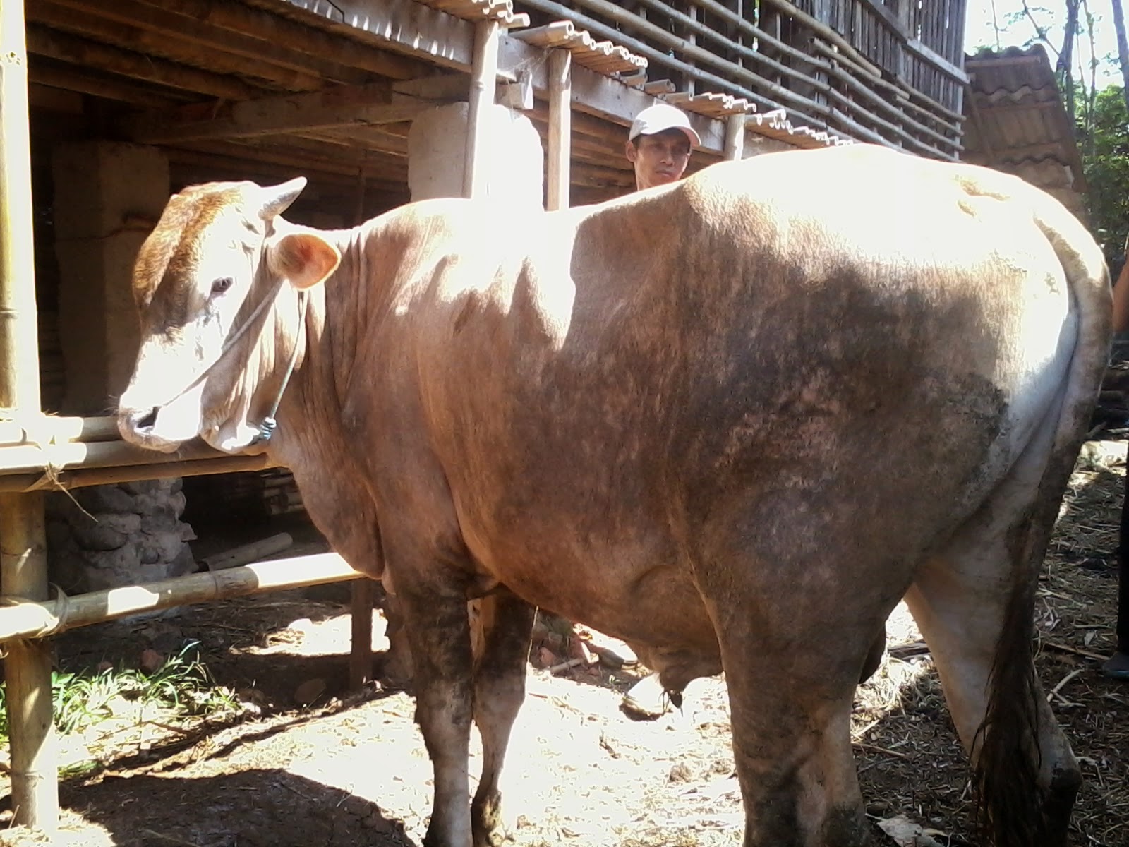 Harga Hewan Qurban Sapi 2014 | Wadi Qibas Farm - Qurban dan Aqiqah