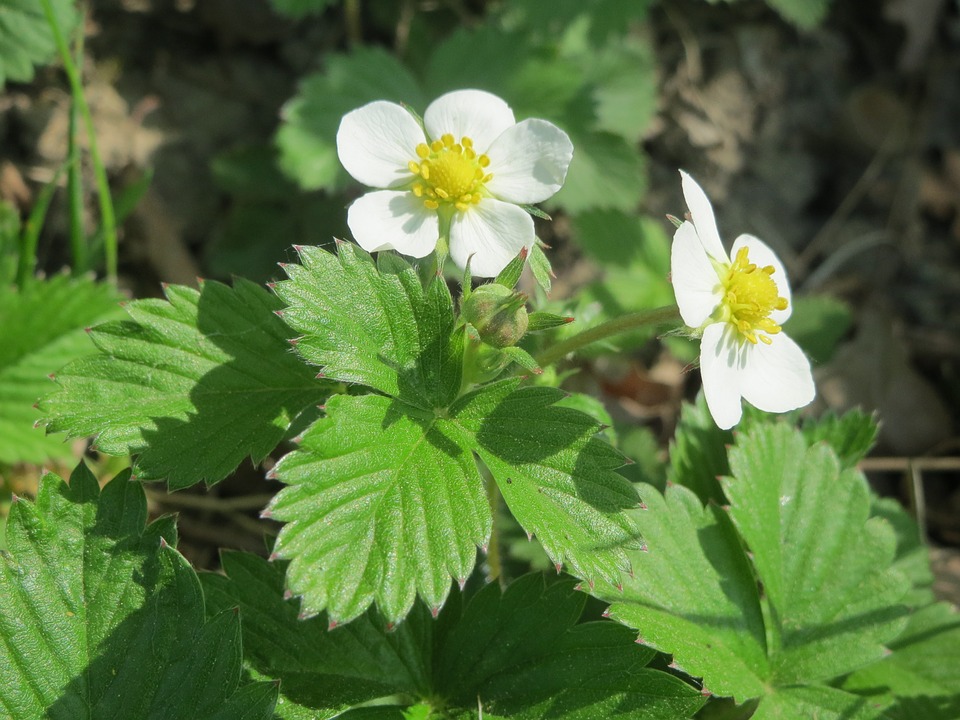 Fragaria «frutilla» «fresa» - Id Plantae