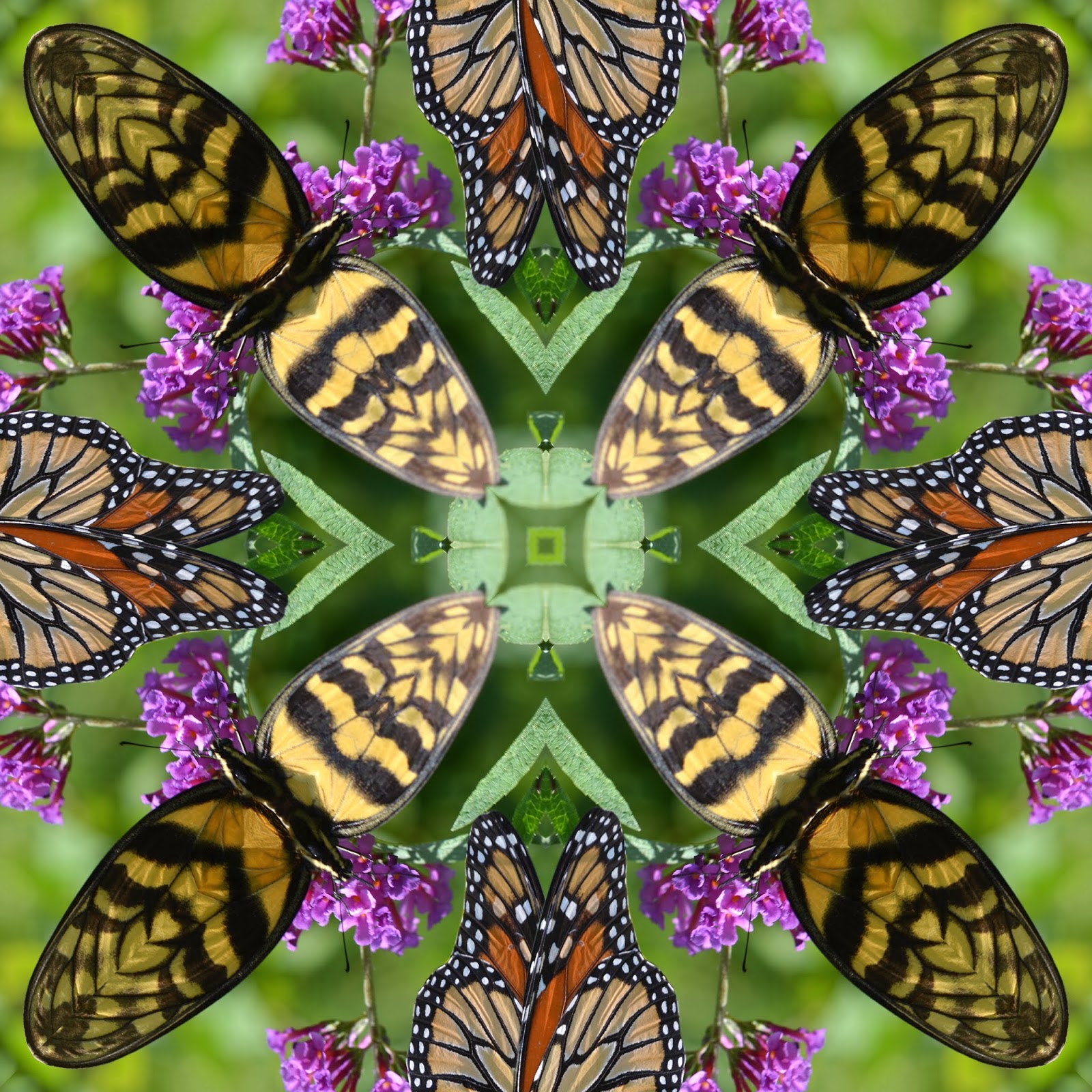 Urban Wildlife Guide: Butterfly Wing Kaleidoscopes