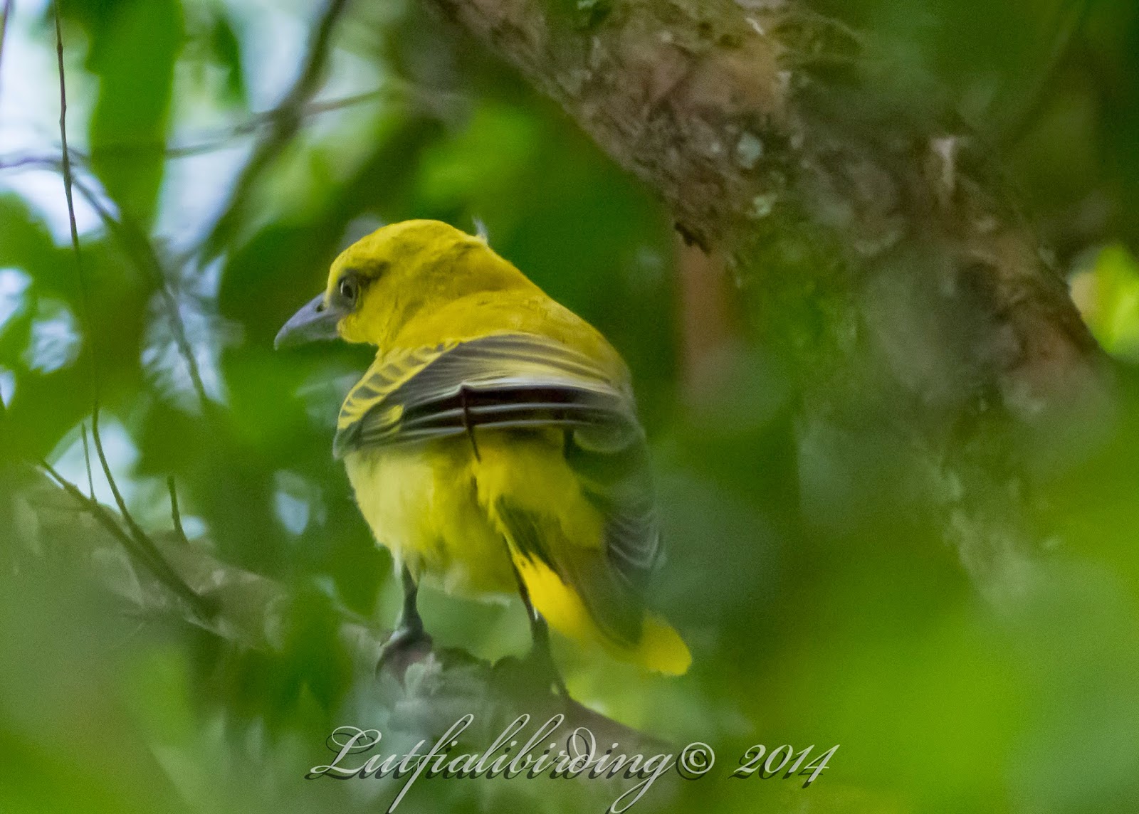 LUTFIALI BIRD PHOTOGRAPHY: BLACK-NAPED ORIOLE(Oriolos chinensis/Burung ...
