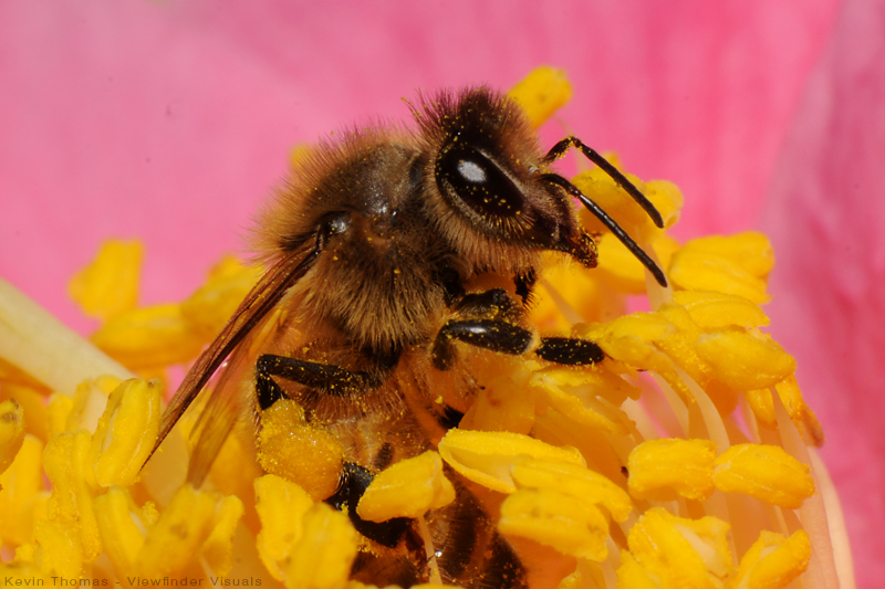 Falmouth Nature Notes : The torment of Trailing Tormentil