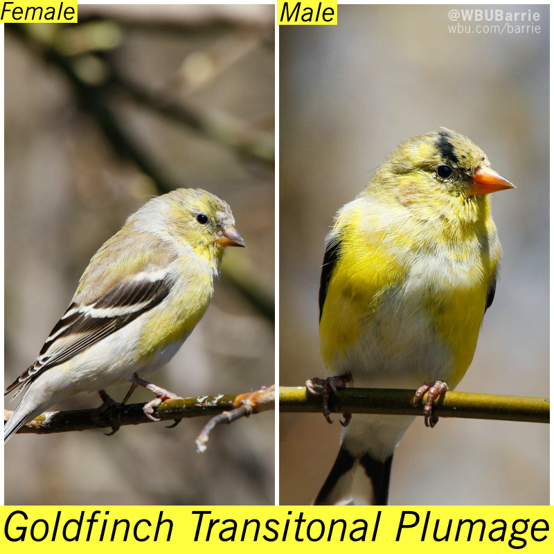 All About Goldfinches: A Backyard Favourite | Nature Notes Blog