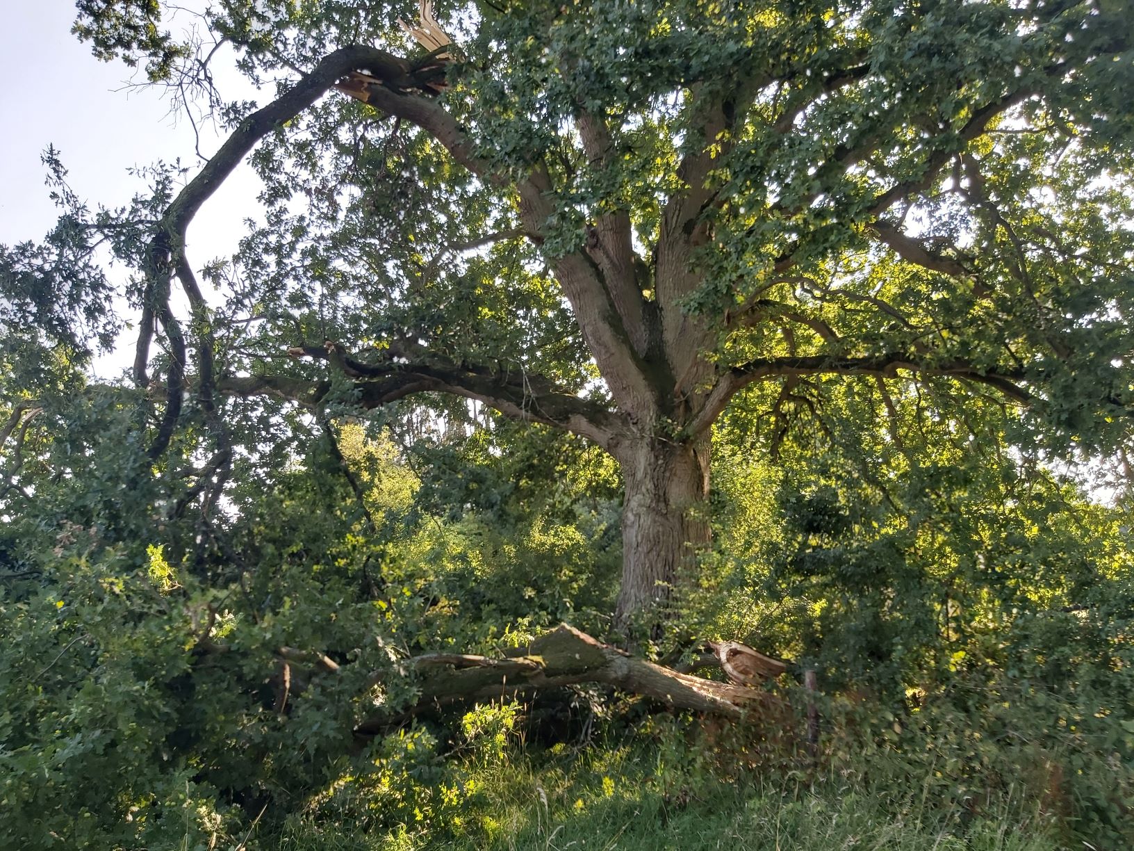 An English Homestead: Sudden Branch Drop