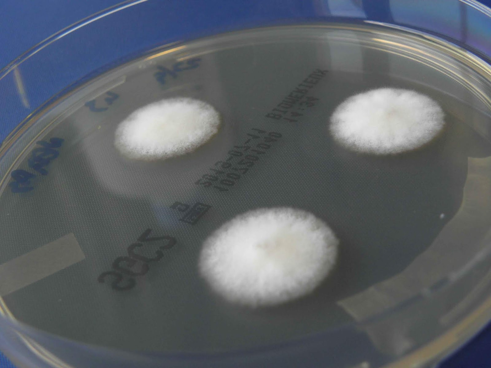 ATLAS MICOLOGIA: TRICHOPHYTON INTERDIGITALE