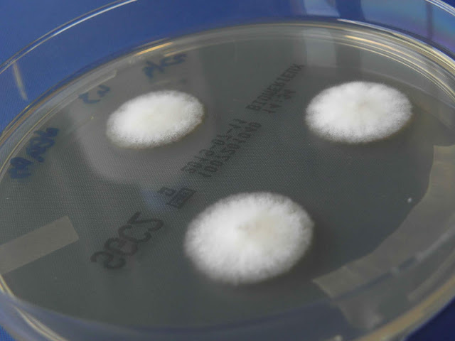 ATLAS MICOLOGIA: TRICHOPHYTON INTERDIGITALE