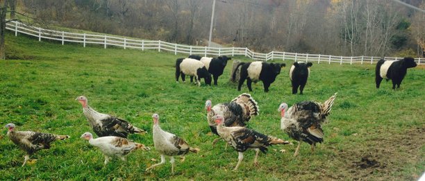 Farm Tidbits... Grayson Family Farm