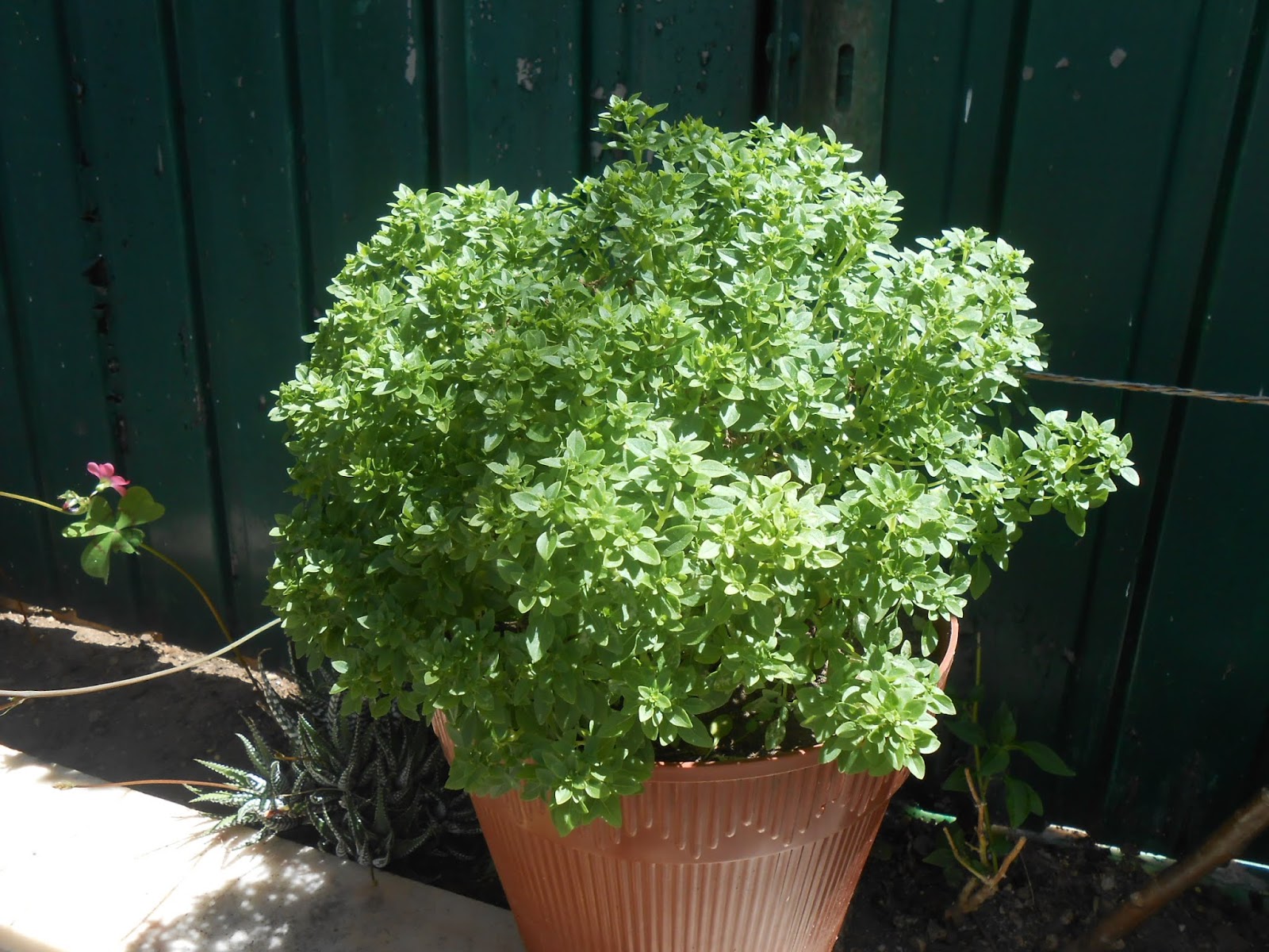 o pintorlopes : MANJERICO ( OCIMUM BASILICUM )