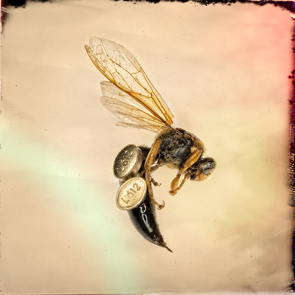 christopher myers photography: Personal Series... "Weaponized Insects"