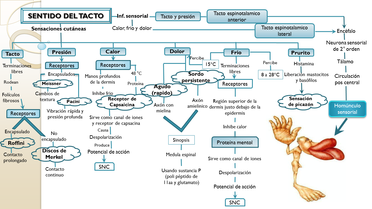 FISIOLOGÍA BÁSICA: Sentido del Tacto