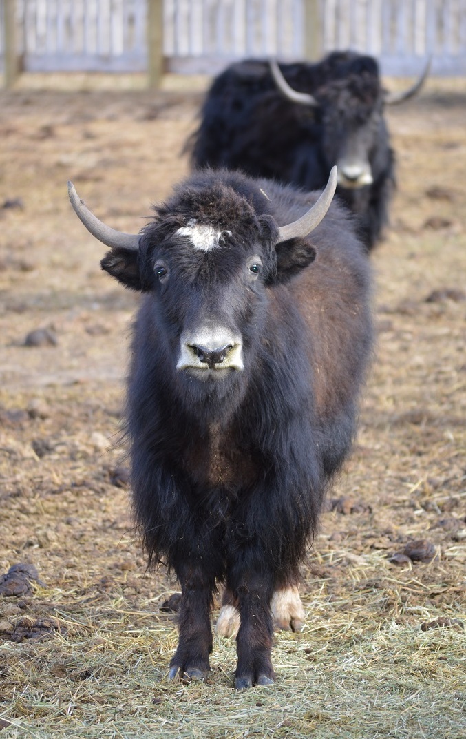 Springridge Ranch Grass-Fed Yak-Cross Beef: New Yak Cows at Springridge ...