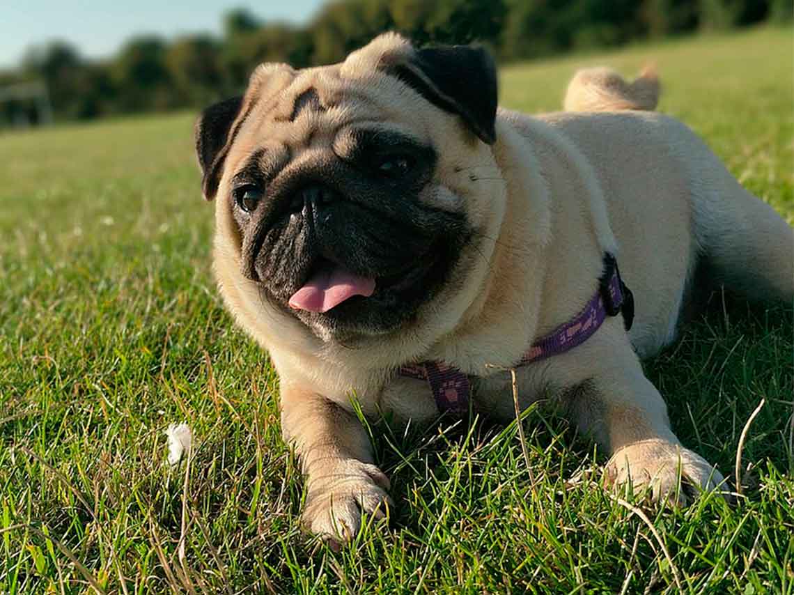 por que los pugs son la mejor raza de perros