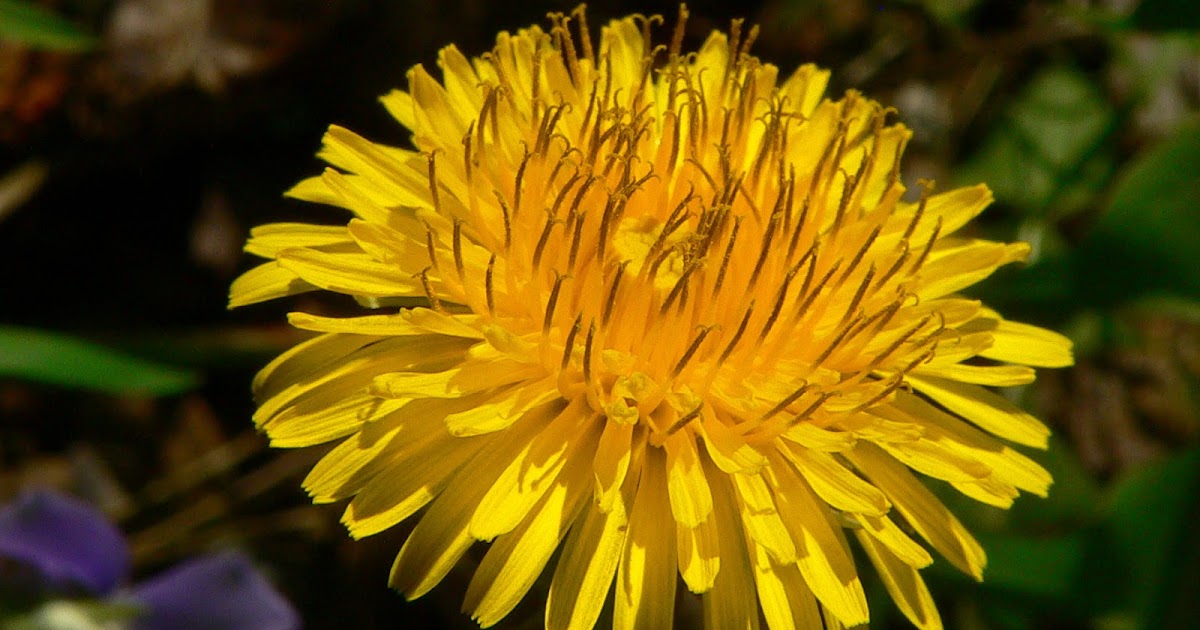 Montclair High School Bio Blog: Fine and Dandy! (Dandelions 101)