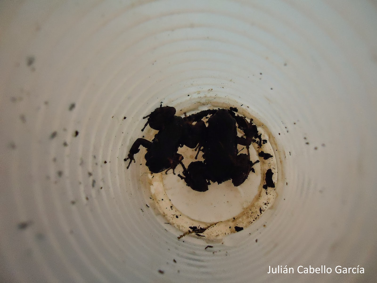 Dendroland: Diario de un Sapito Niñero Oriental (Colostethus Mandelorum)