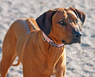 Grade 1: ANG ASO AT ANG LEON