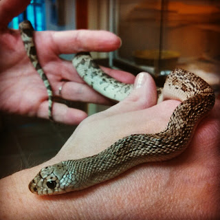 The Flying Mullet: Baby Pine Snake