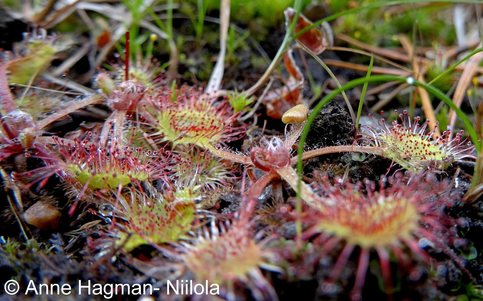 Annen jutut: KIHOKKI (Drosera)