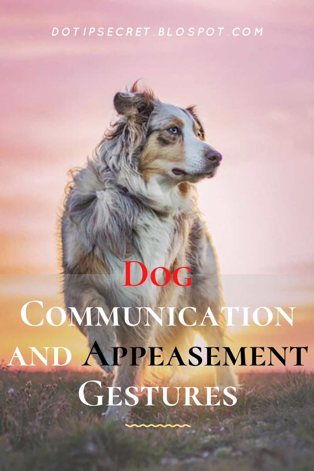 Dog Communication and Appeasement Gestures | Dog Training Tips | Dog ...