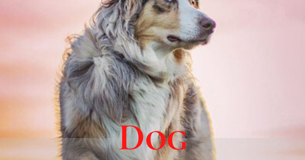 Dog Communication and Appeasement Gestures | Dog Training Tips | Dog ...