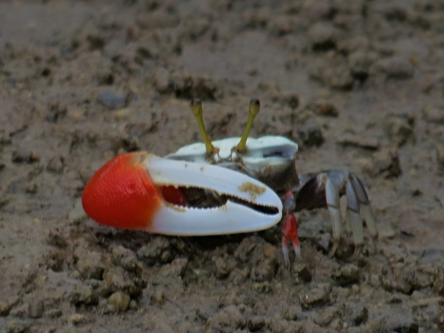 Queensland Coast: Identifying Fiddler Crabs