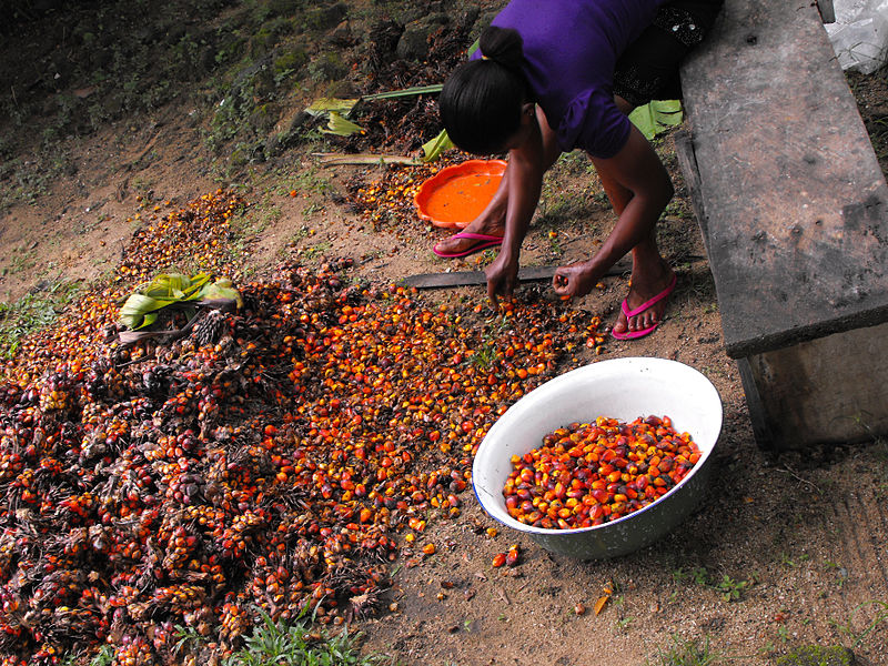 Crude Palm Kernel oil Processing Business ~ Business ideas Wiki