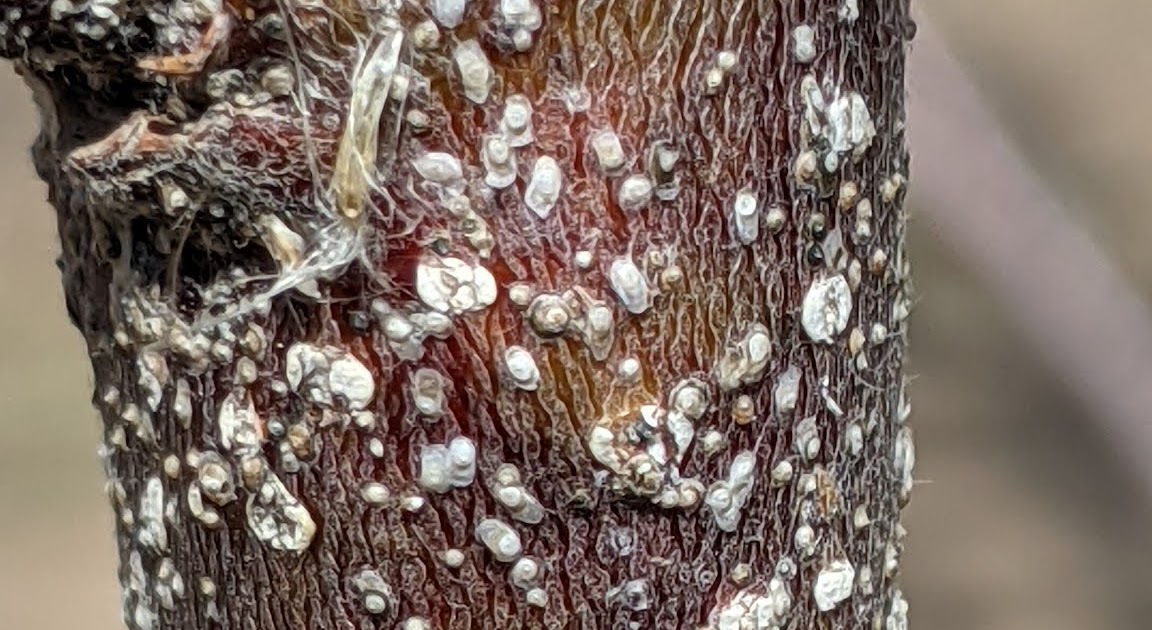 Fruit Tree Pruning at Its Best: San Jose Scale