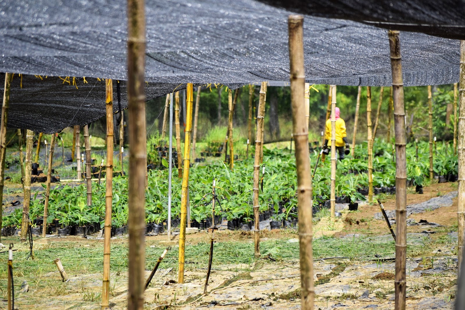 Our Life in Medellin Colombia: Urabá Antioquia Colombia - 1st November 2016