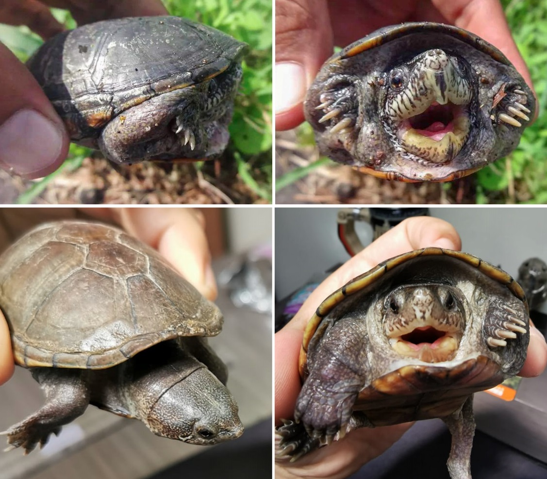 Species New to Science: [Herpetology • 2020] Kinosternon cora • A New ...