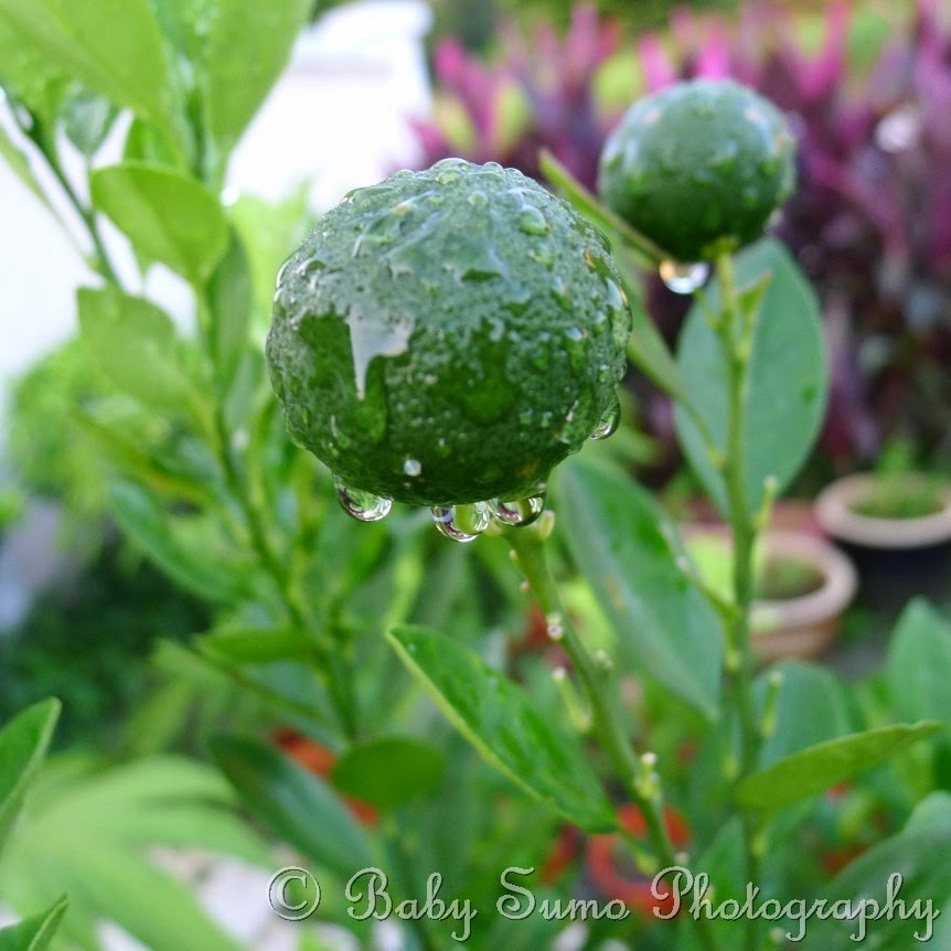 Baby Sumo Photography: Raindrops - KL, Malaysia