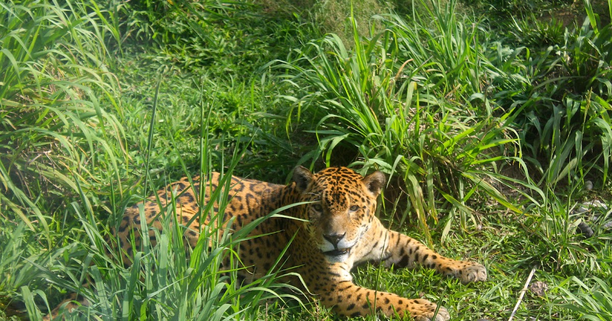 GAIA MISIONES: Visita al Parque Ecológico "El Puma"