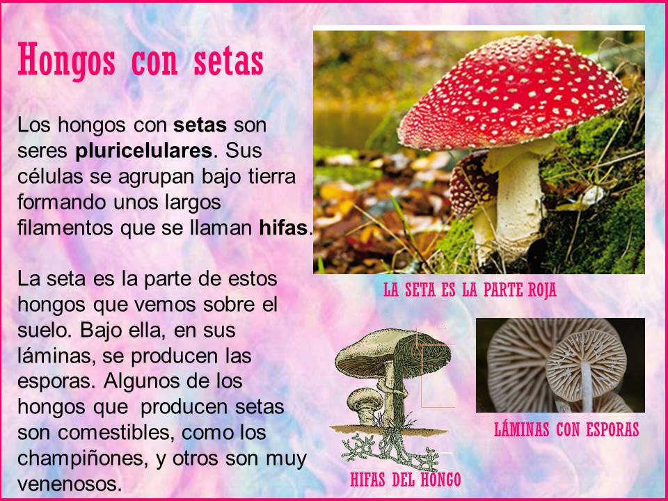 Cosas de niños para la escuela: HONGOS: HONGOS CON SETAS, MOHOS Y ...