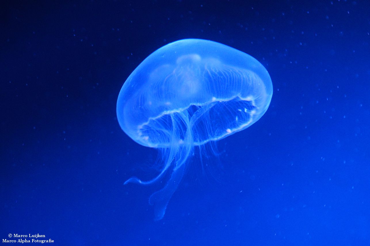 Marco Alpha Fotografie: Kwallen in het Oceanium