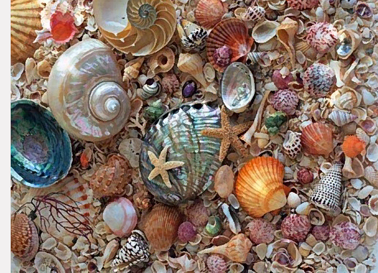 The title of this beautiful sea shell collection is called Beautiful ...