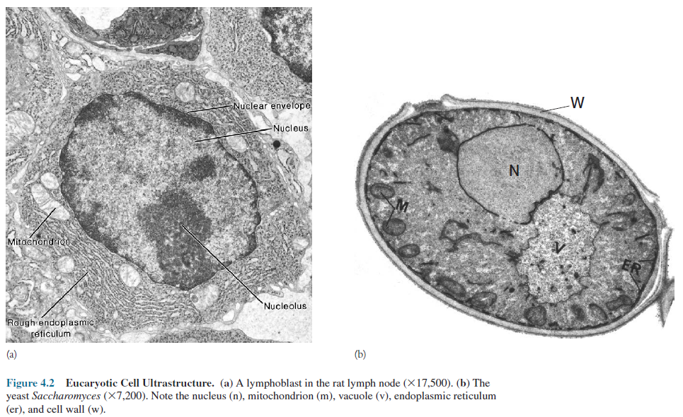 Microbiology Notes: Eucaryotic Cell Structure and Function