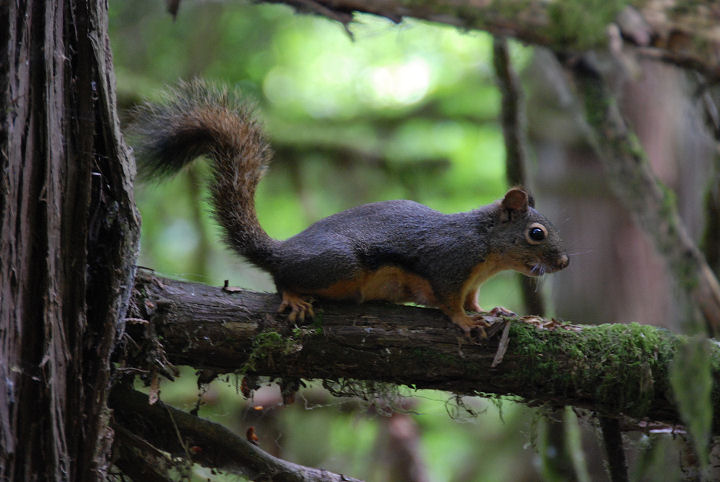 Northwest Conifer Connections: Douglas Squirrel
