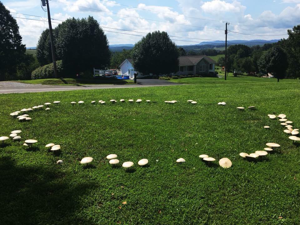 Lisa's World: BEWARE: Don’t Walk Through Mushroom Fairy Rings