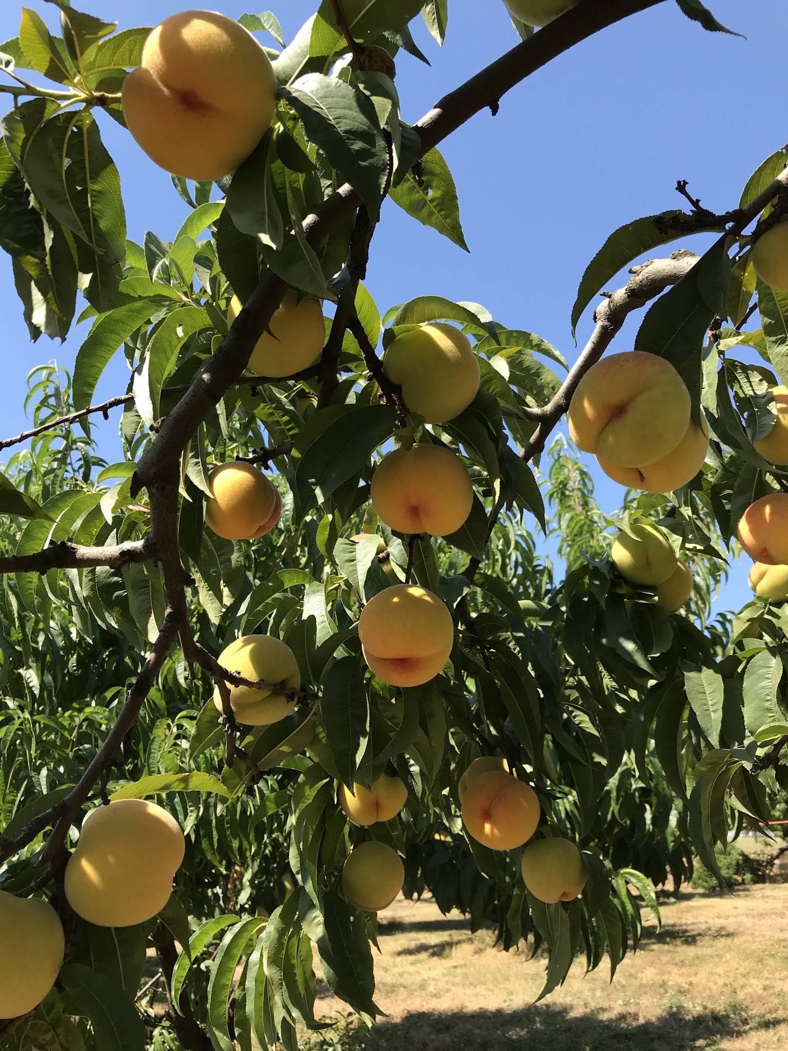 the farmer's wife: Veteran Peaches