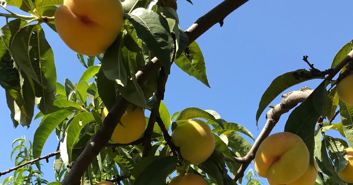 the farmer's wife: Veteran Peaches