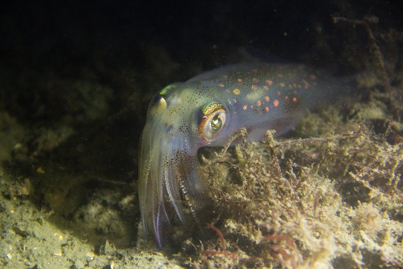 Nama Latin Cumi Cumi Yang Kita Konsumsi - Nama Nama Hewan Dari Huruf A ...