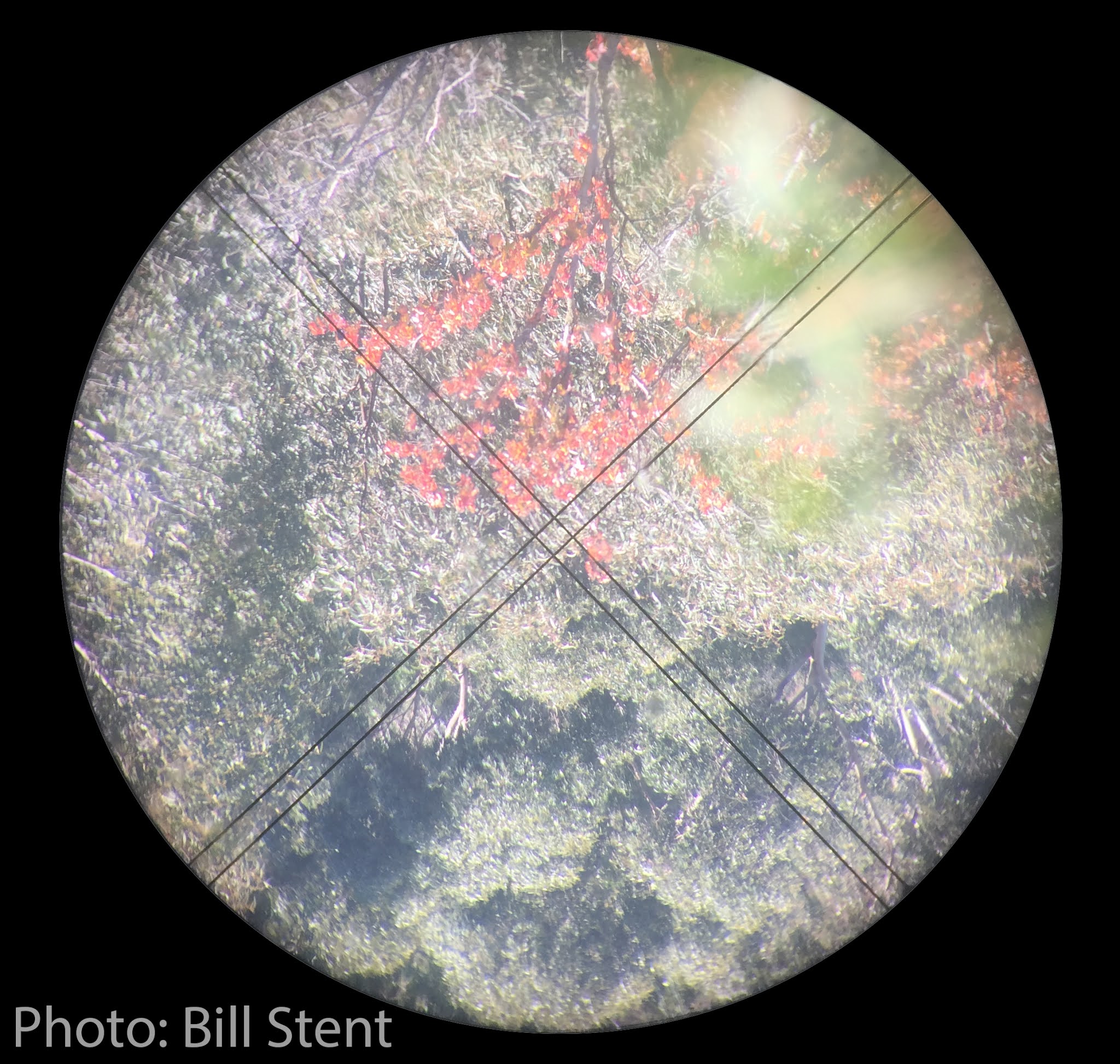 Illuminated reticule eyepiece