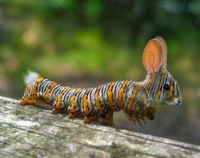 Core French with Mme Batchelor: Les animaux mélangés