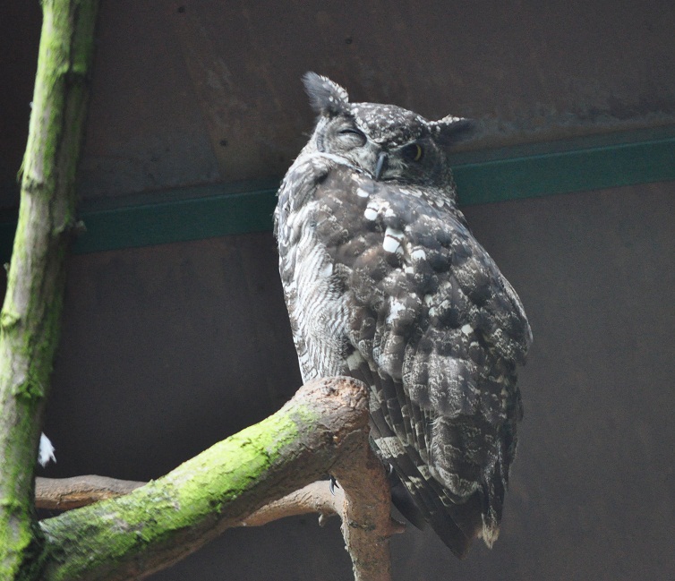 ZOOTOGRAFIANDO (6.100 ANIMALS): BÚHO MANCHADO / AFRICAN SPOTTED EAGLE ...