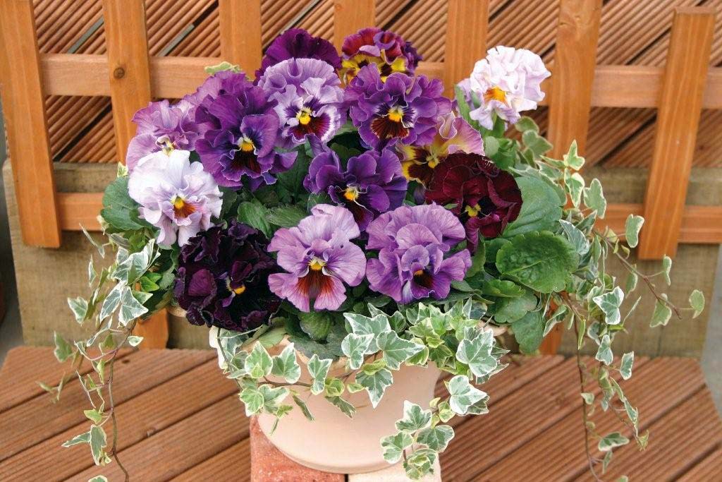 Amor Perfeito Chalon Sortido