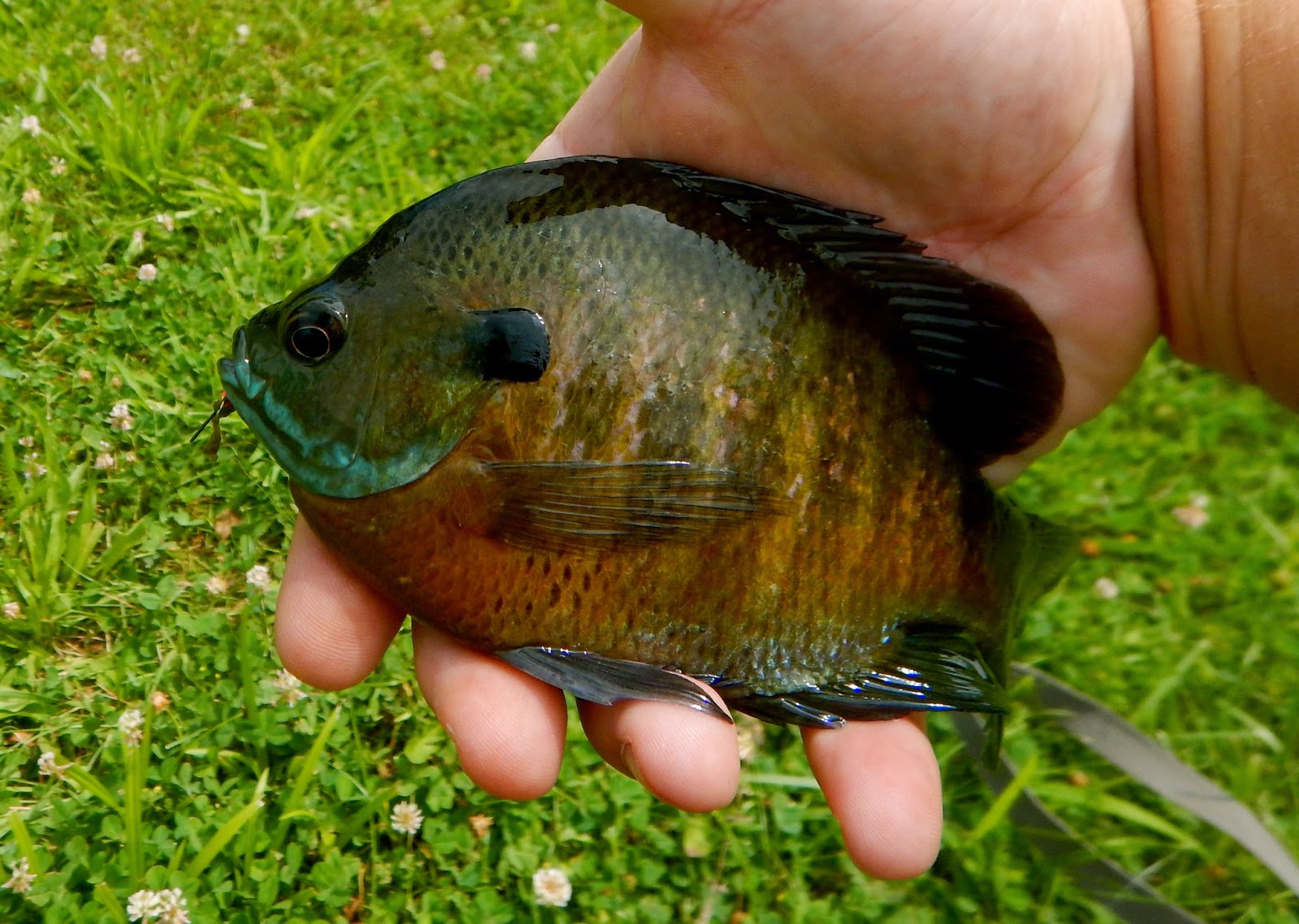 The Rogue Outdoors: Playing with Panfish