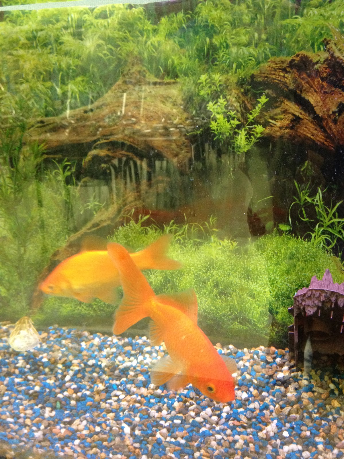Apples Of Your Eye Classroom Pets Fish Edition 