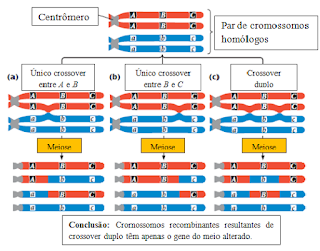 Genética e Biologia Molecular Virtual: 5. Ligação Gênica e Mapeamento ...