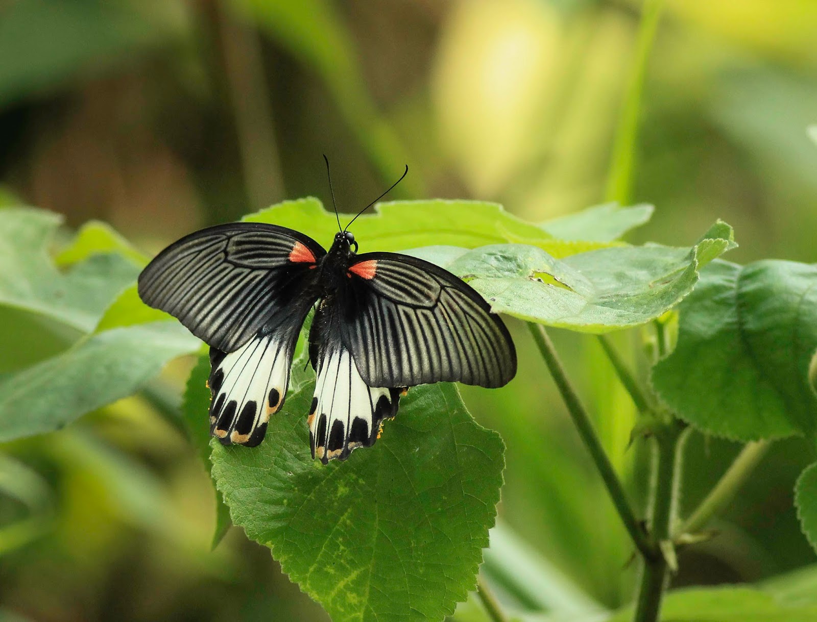 Butterflies of Vietnam: 146. Papilio memnon agenor (The Great Mormon)