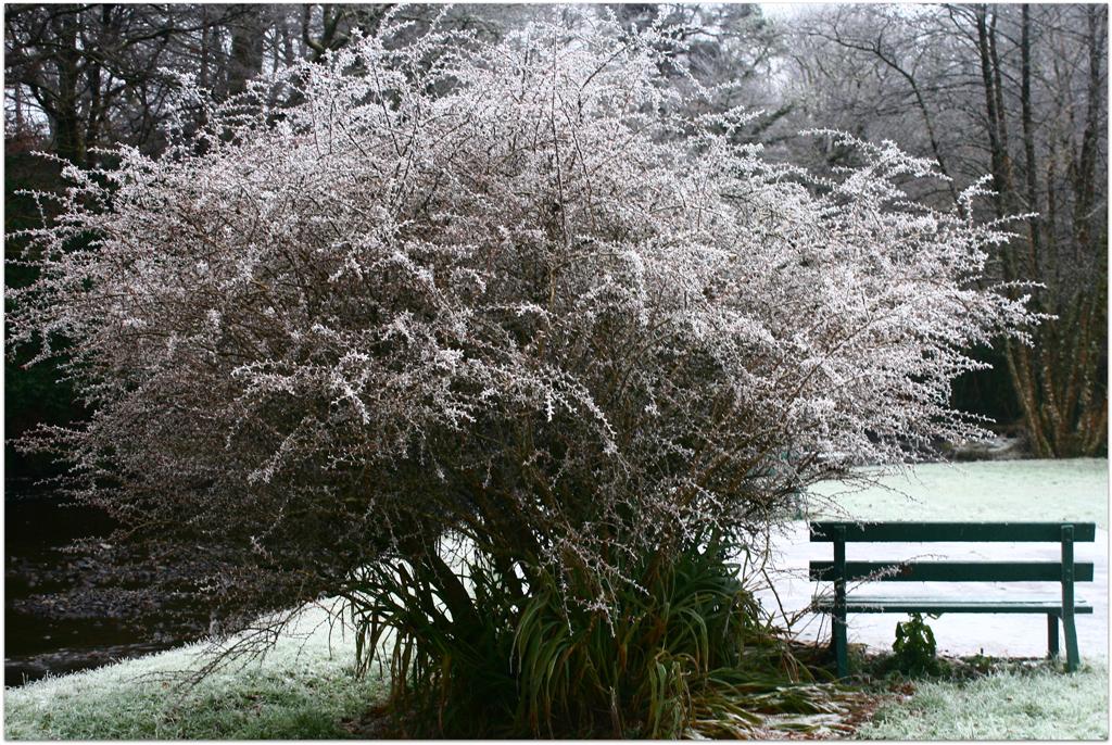 POSTCARDS FROM IRELAND: THE SHRUBBERY, Winter frost
