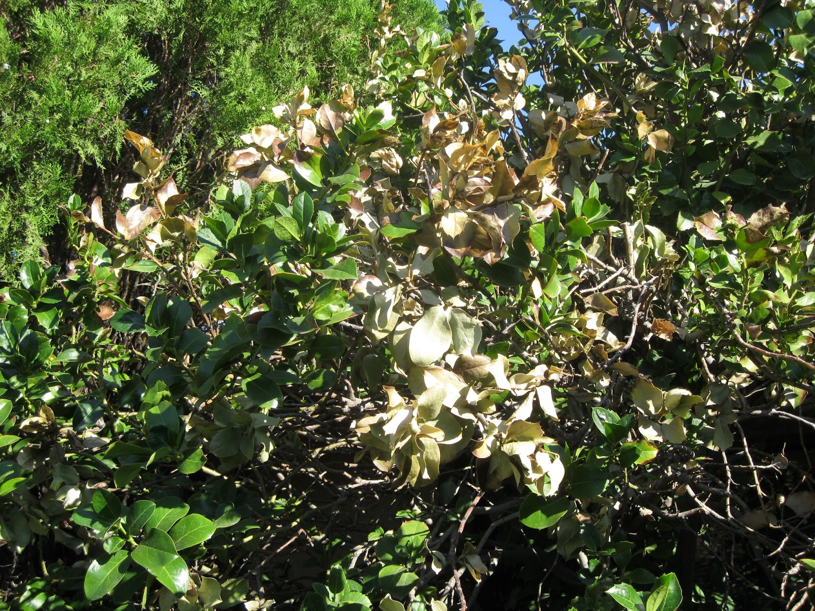 Xtremehorticulture of the Desert: Buford Holly a Thing of the Past In ...